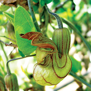 California pipevine | UC Davis Arboretum and Public Garden
