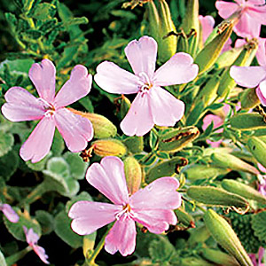 hybrid soapwort | UC Davis Arboretum and Public Garden