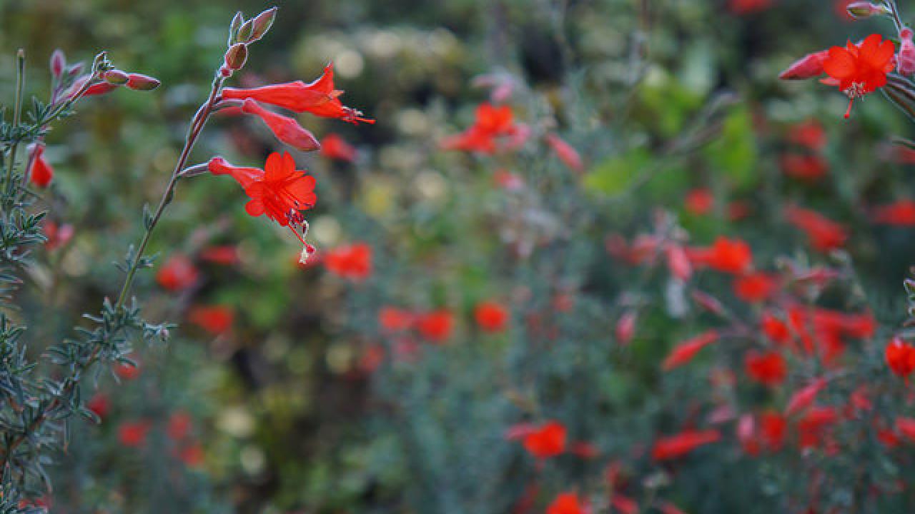Find low-water plants with updated WUCOLS database | UC Davis Arboretum ...